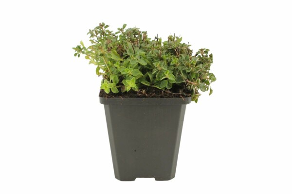 Elevate your outdoor sanctuary with premium garden plants | Heijnen Plants